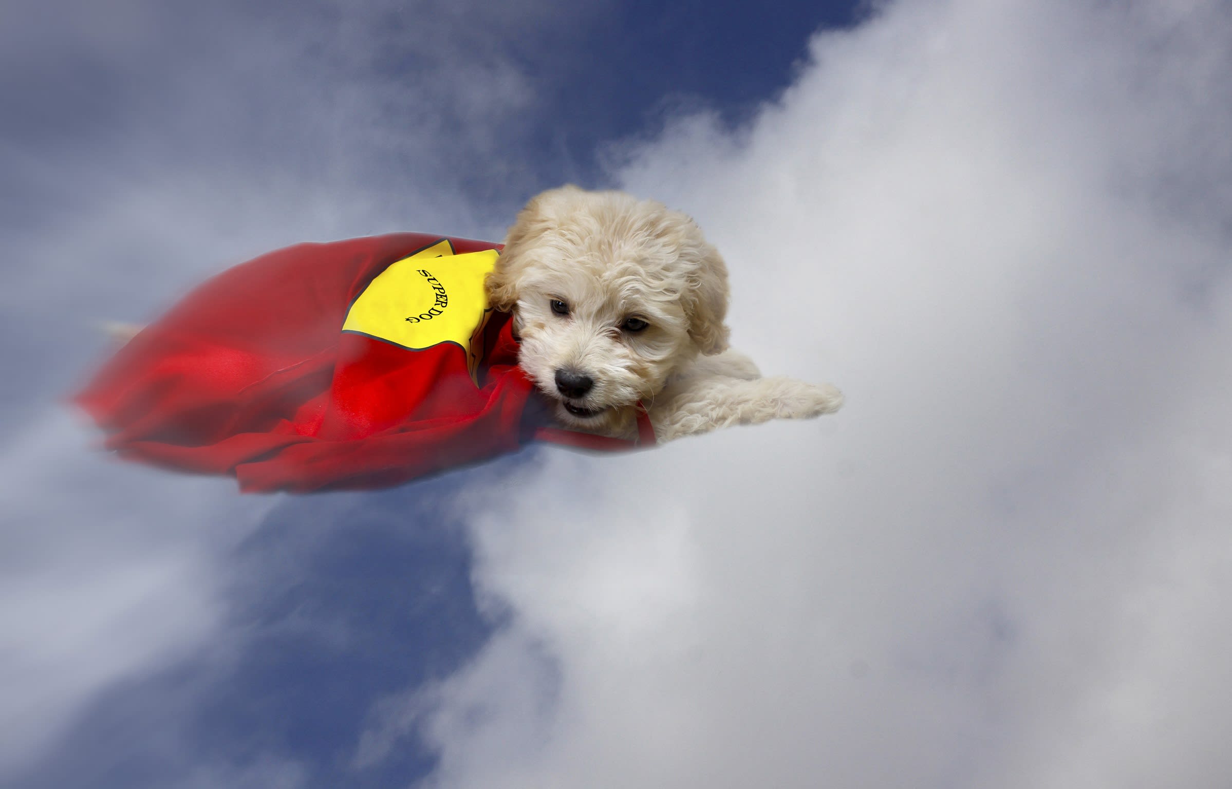 Krypto the Superdog – What Breed Is Superman's Dog? - Parade Pets