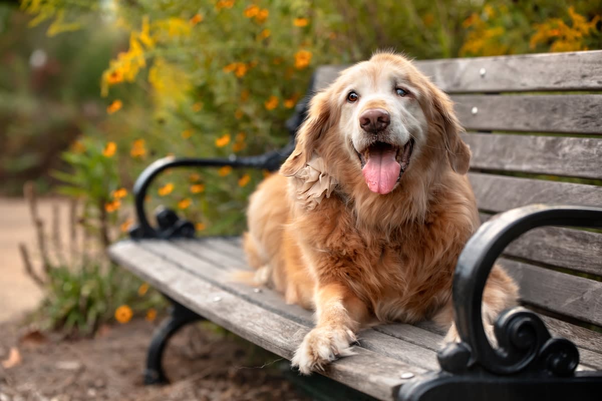 Senior Golden Retriever’s Bond With Grandma Is Giving ‘Golden Girls ...