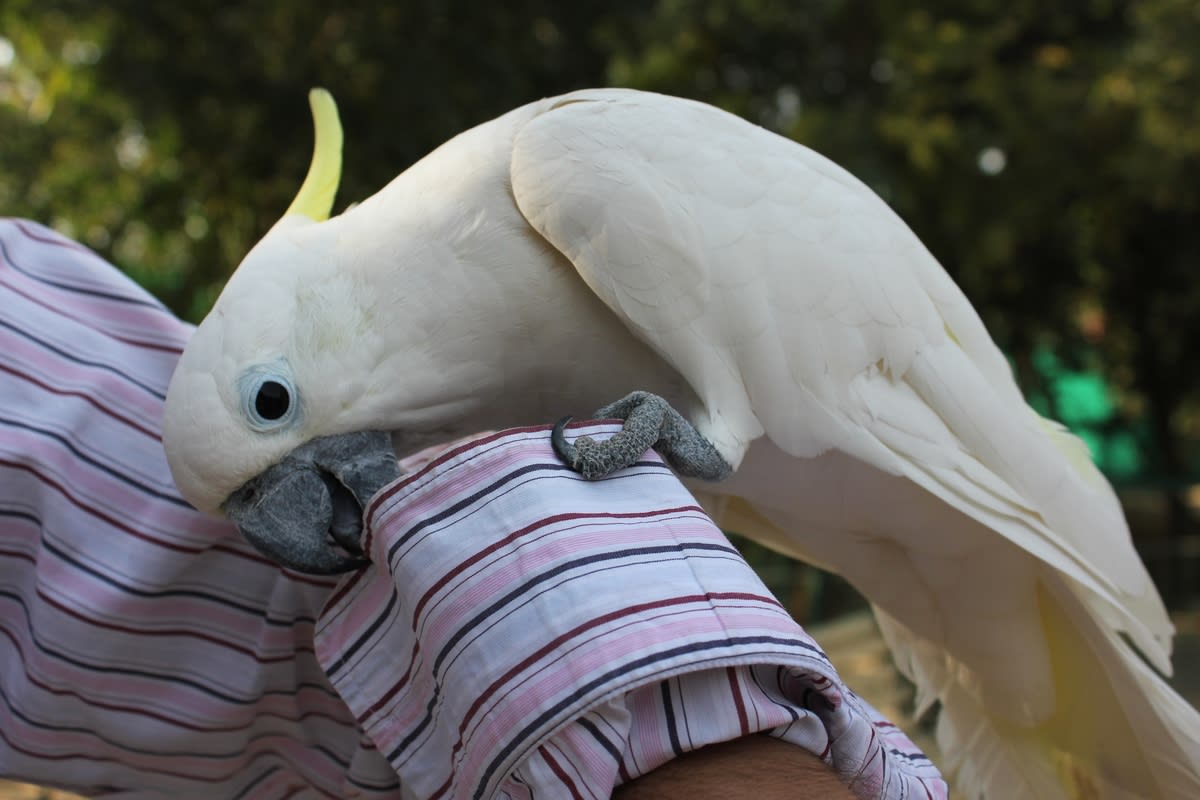 Rescue Cockatoo Happily Hopping Down Royal Staircase Is the Cutest ...