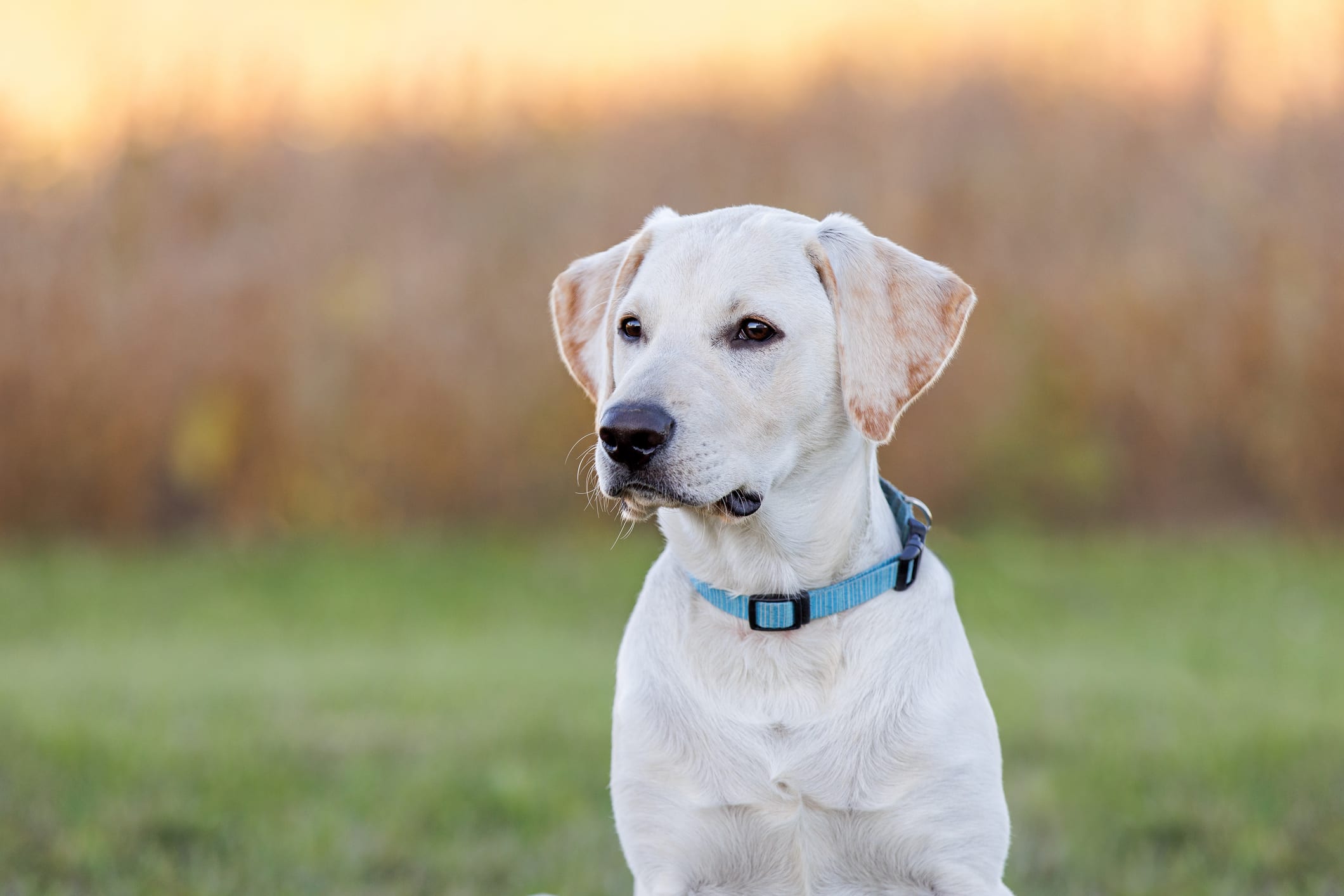 Krypto the Superdog – What Breed Is Superman's Dog? - Parade Pets