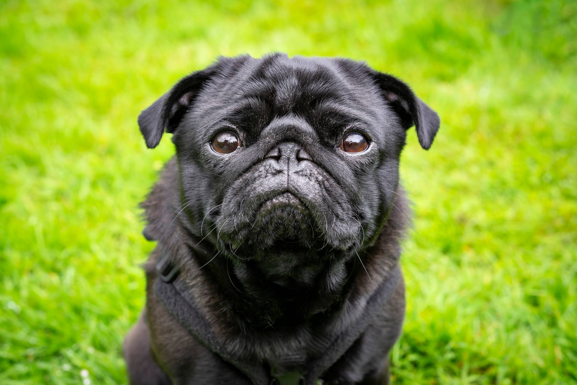 5 Best Guard Dog Breeds for Women, According to Trainers - Parade Pets