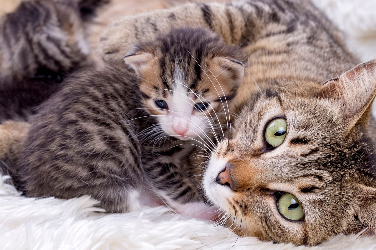 Sweet Tabby Cat Mama Using Tiny Baby as Naptime Pillow Has Everyone in ...