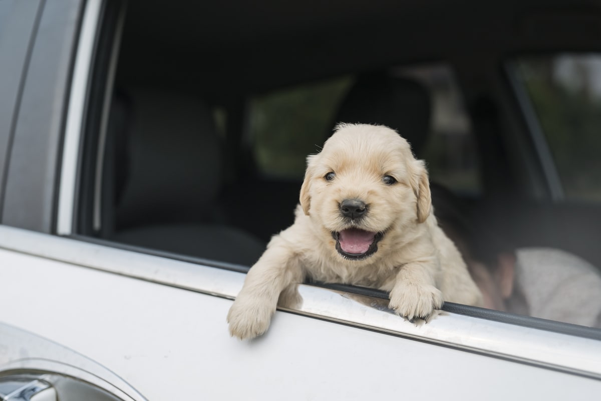 Golden Retriever Meets His Reflection and the Confusion Is All Too Real ...