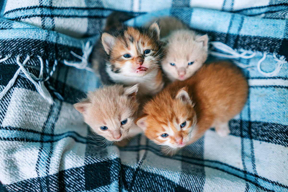 Pretty Black Rescue Kitten Shines Bright in Her Rhinestone Collar and ...