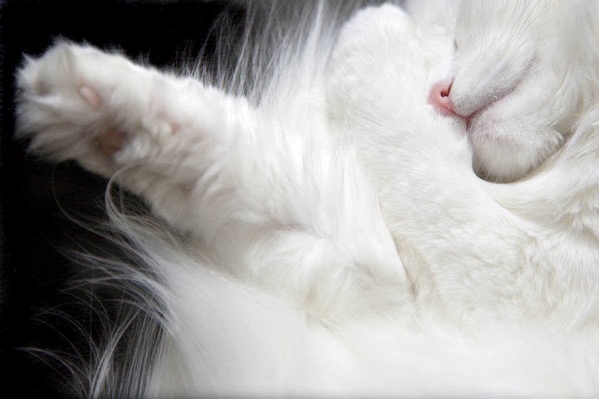 lTiny White Kitten's Glow-Up to Fluffy, Majestic King Is One for the ...