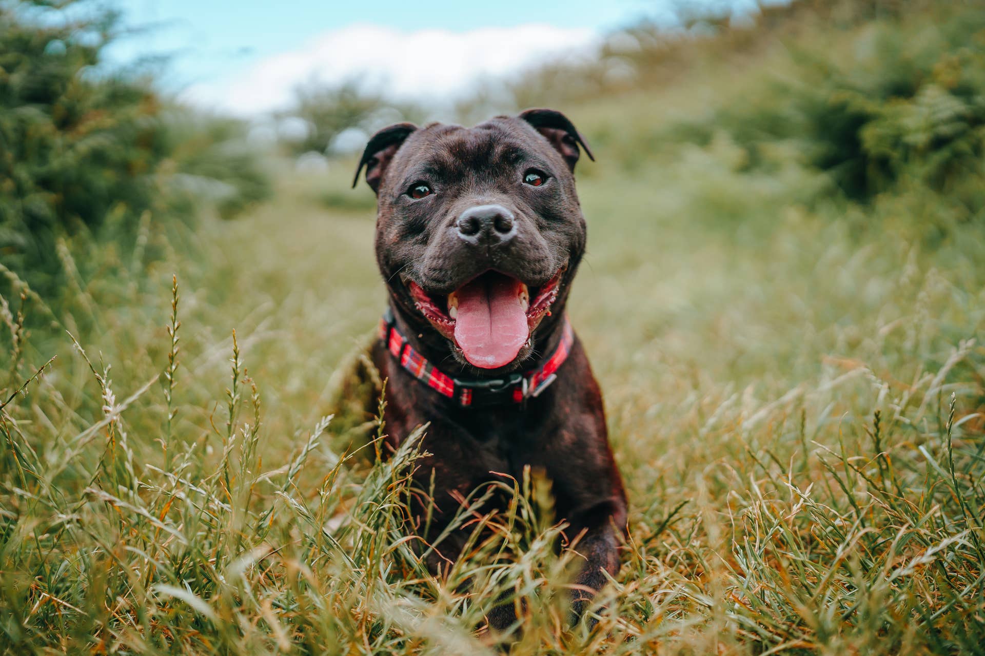 5 Sensitive Dog Breeds That Know When You Need Comfort - Parade Pets