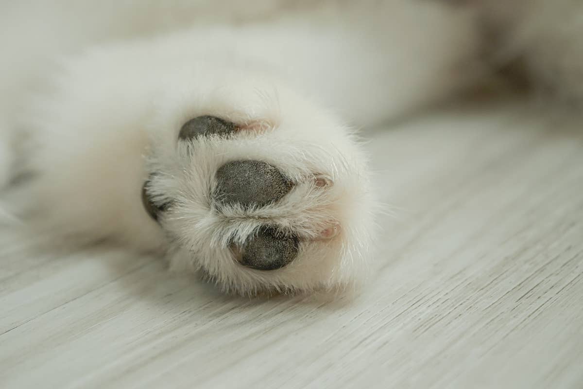 Marshmallow Fluff Pekingese Puppy Looks Just Like a Baby Lamb - Parade Pets