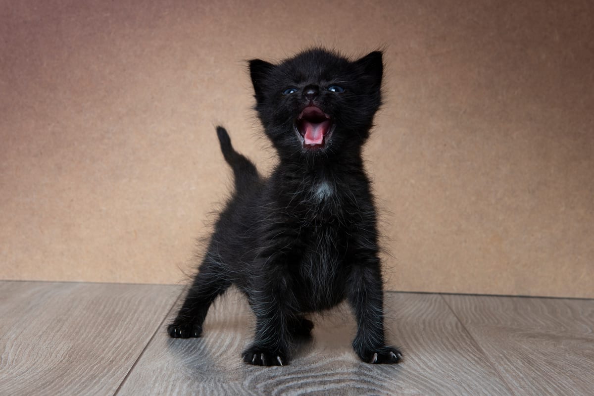 Tiny Black Kitten’s ‘Corn-Sized’ Growth Spurt Shows off Adorably Long ...