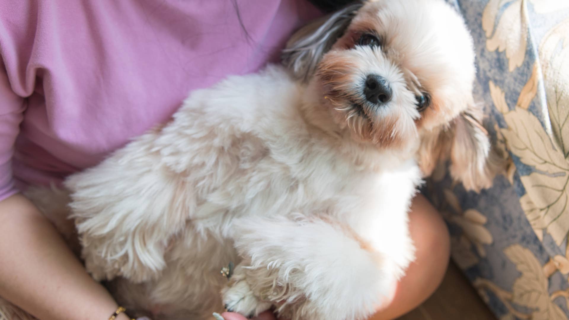 5 Best Lap Dogs, According to Vets - Parade Pets
