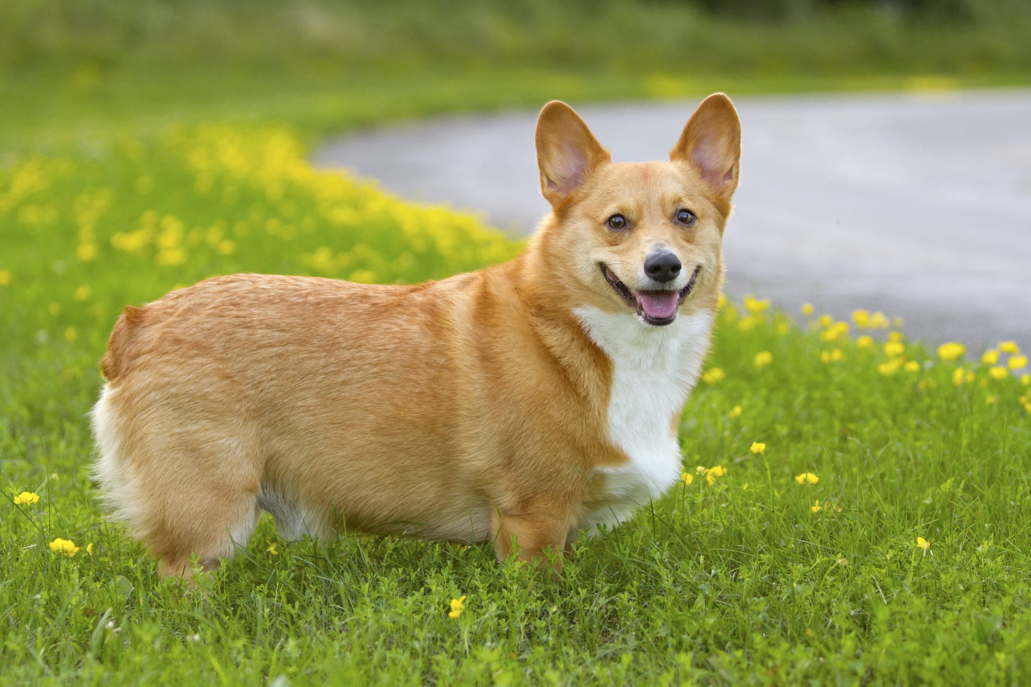 7 Smiley Dogs Breeds - Parade Pets