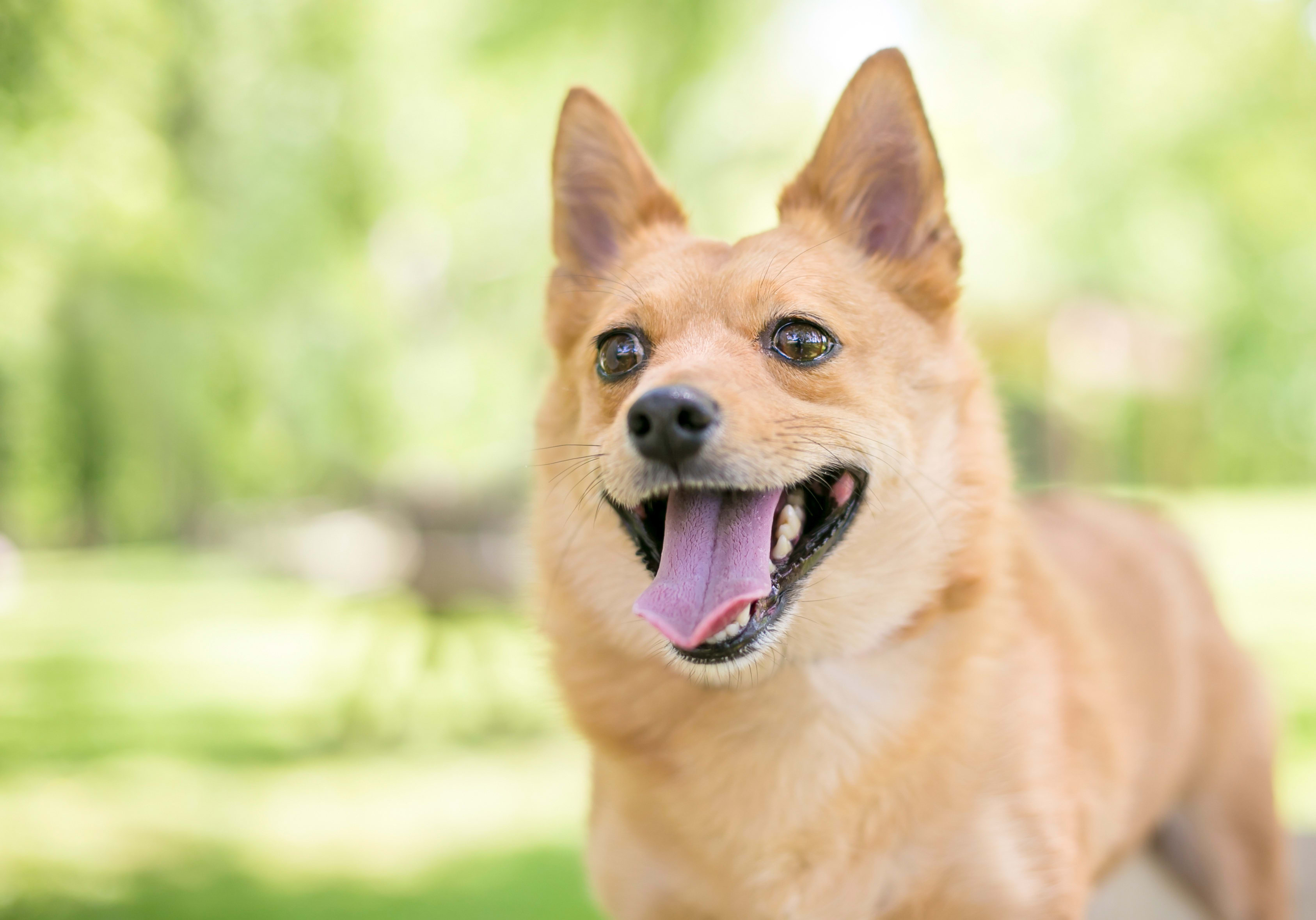 7 Smiley Dogs Breeds - Parade Pets