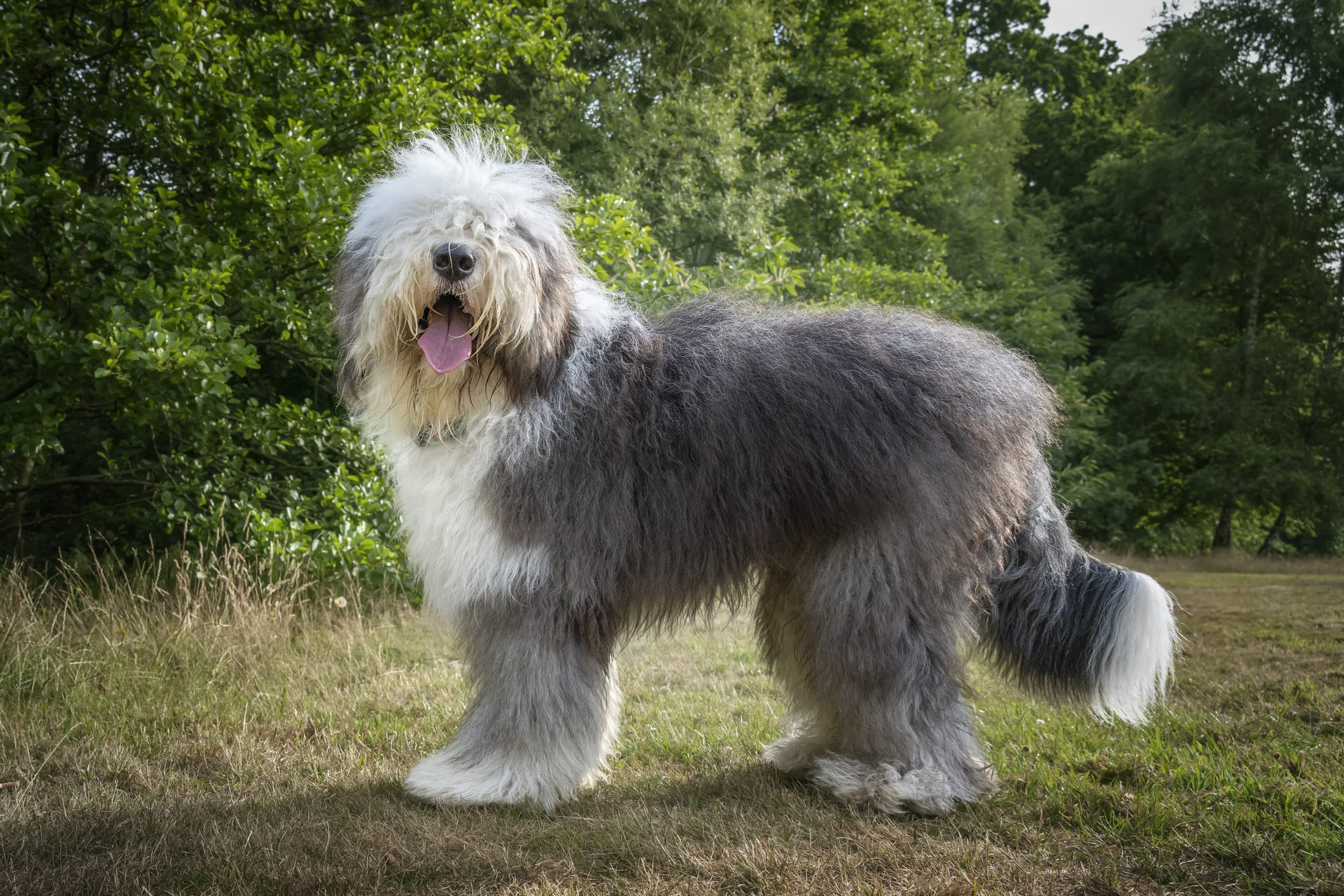 7 Big Fluffy Dog Breeds That Love to Cuddle - Parade Pets