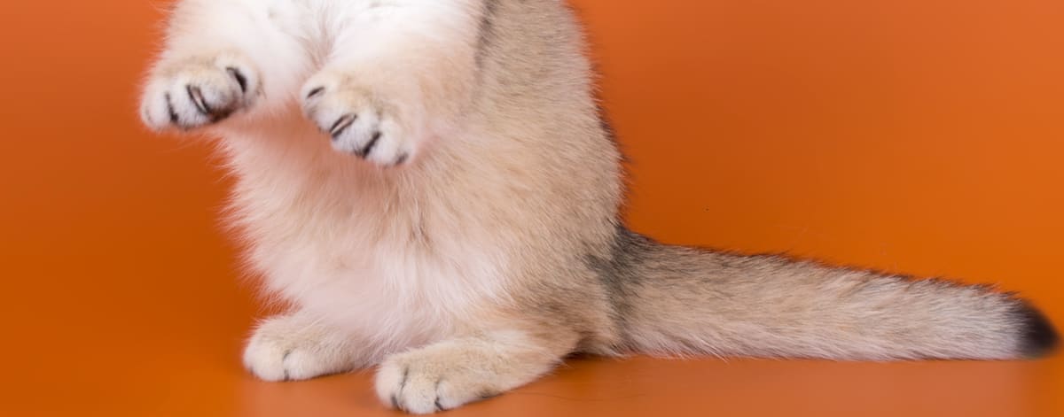 Little Cat Looks Like a Furby with Fangs and We’re Obsessed - Parade Pets