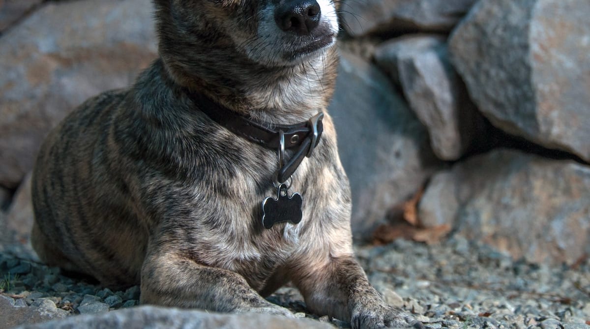 Tiny Chihuahua-Dutch Shepherd Mix Is Giving Full Hand Grenade Energy - Parade Pets