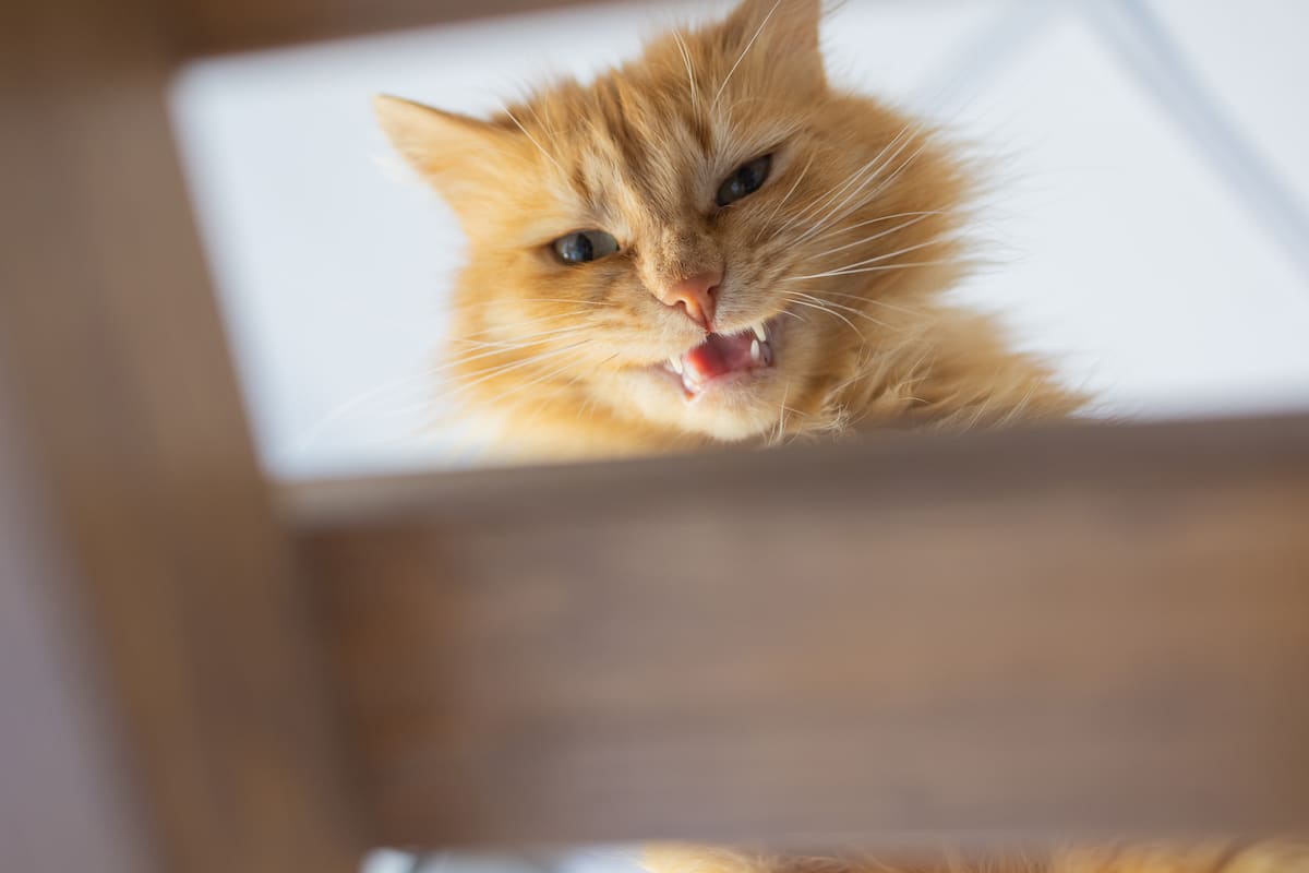 Maine Coon Cats Spying on Neighbors Clearly Want All the Tea - Parade Pets