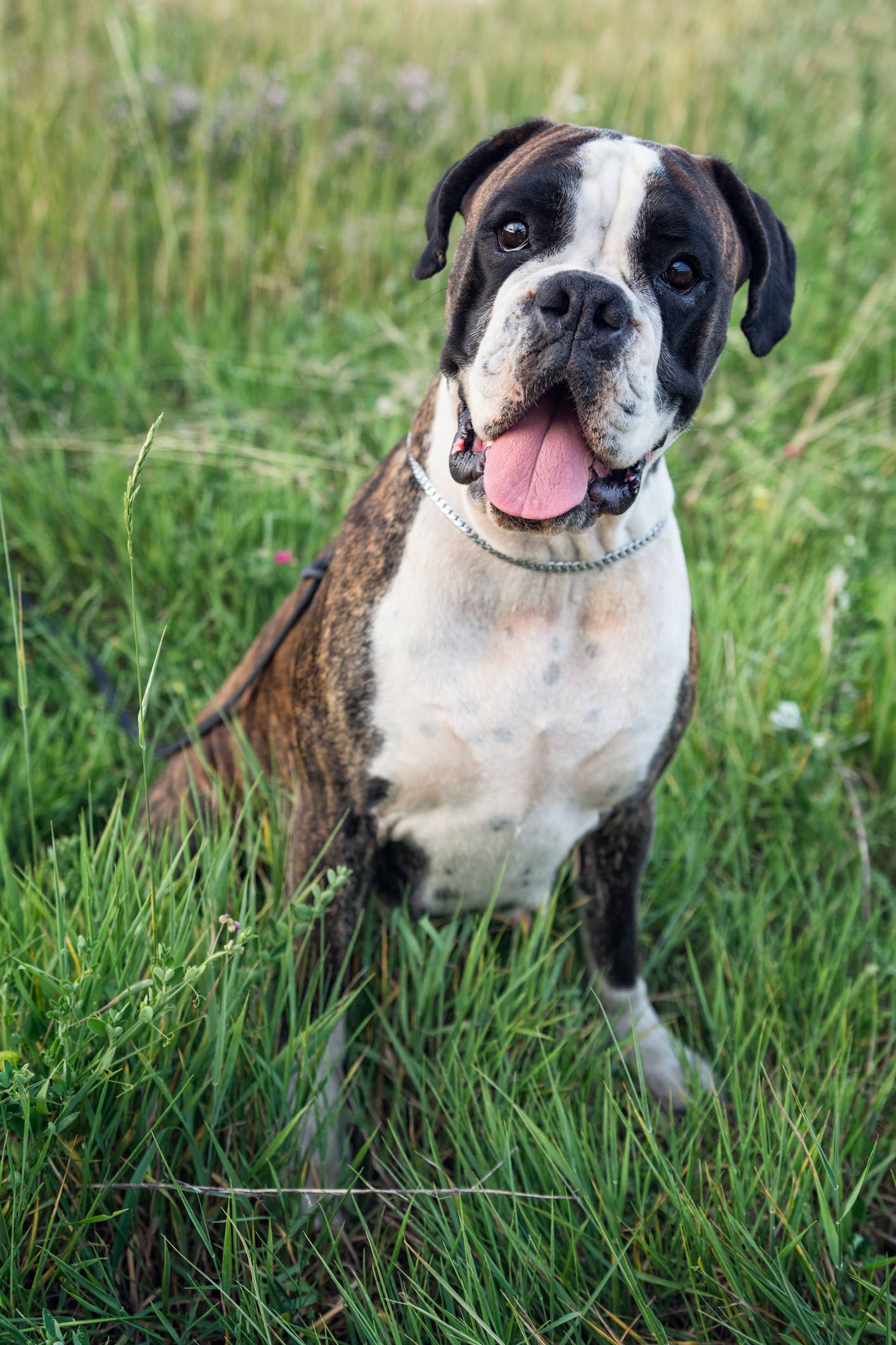 7 Best Companion Dog Breeds, According to Experts - Parade Pets