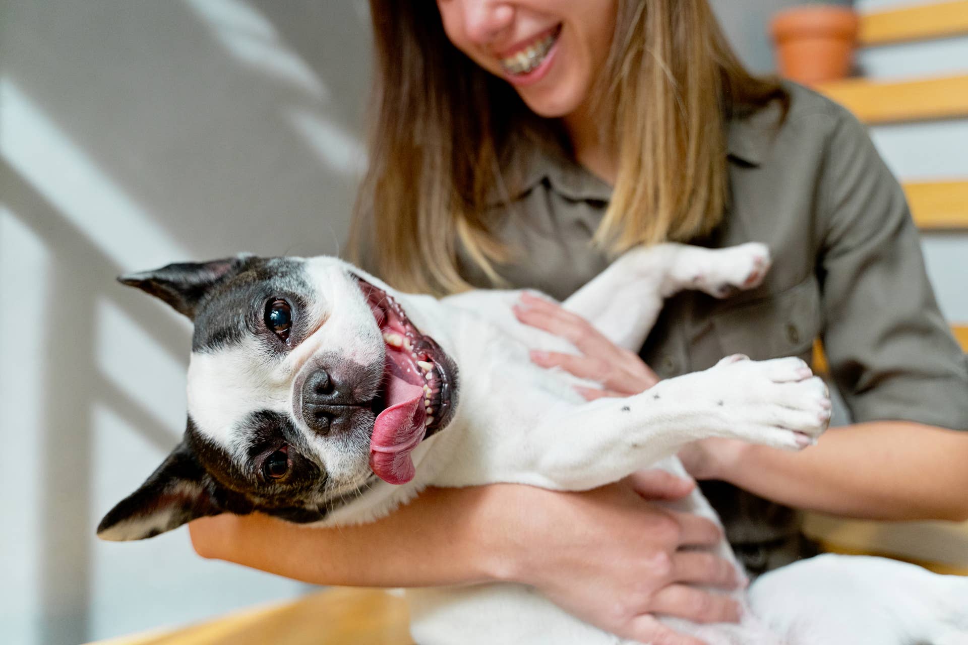 7 Best Companion Dog Breeds, According to Experts - Parade Pets
