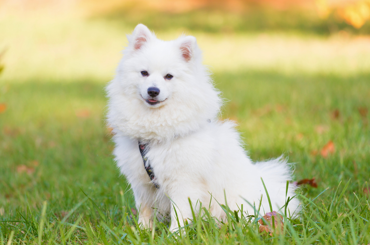 10 White Dog Breeds: Traits, Size, Care Needs - Parade Pets