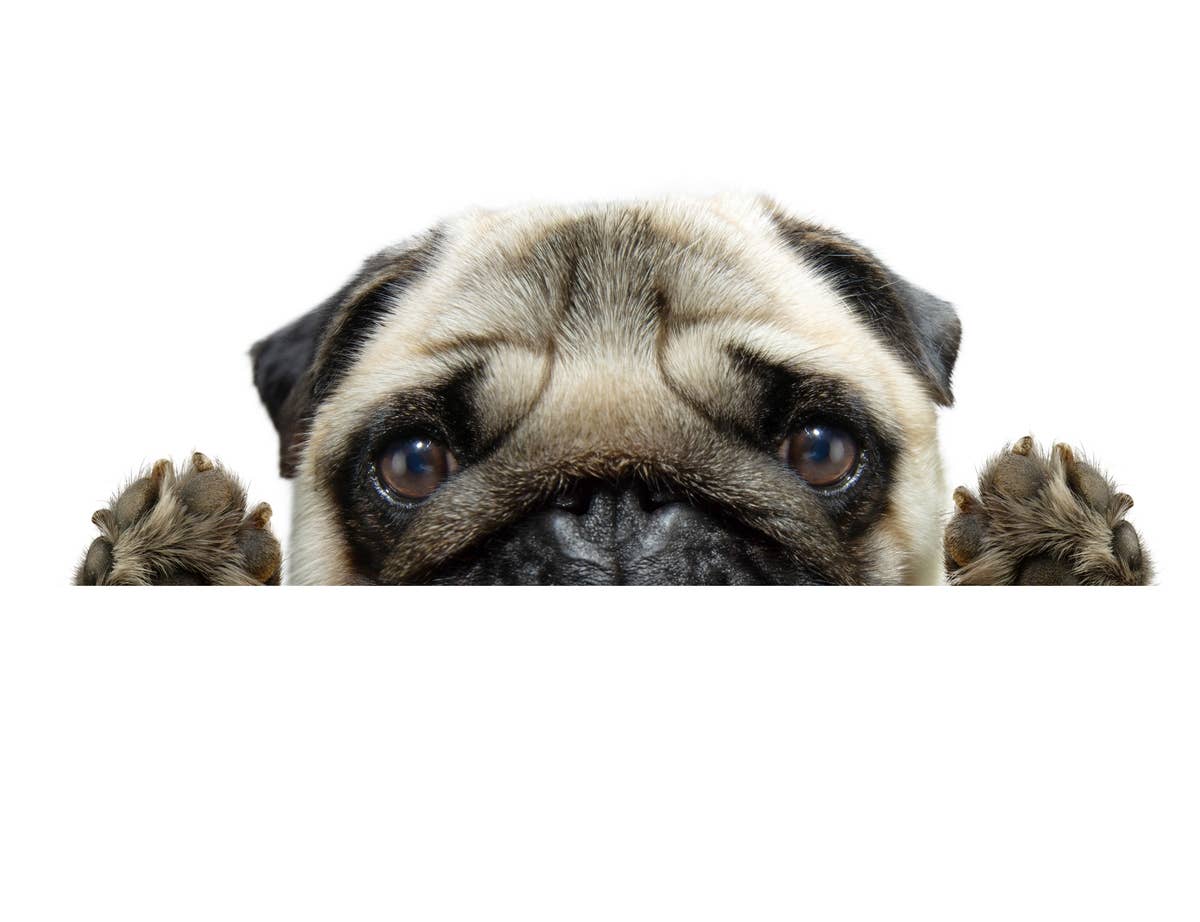 Pug Puppy Can't Fill Out 'Deadpool' Costume but Has Superhero Attitude ...