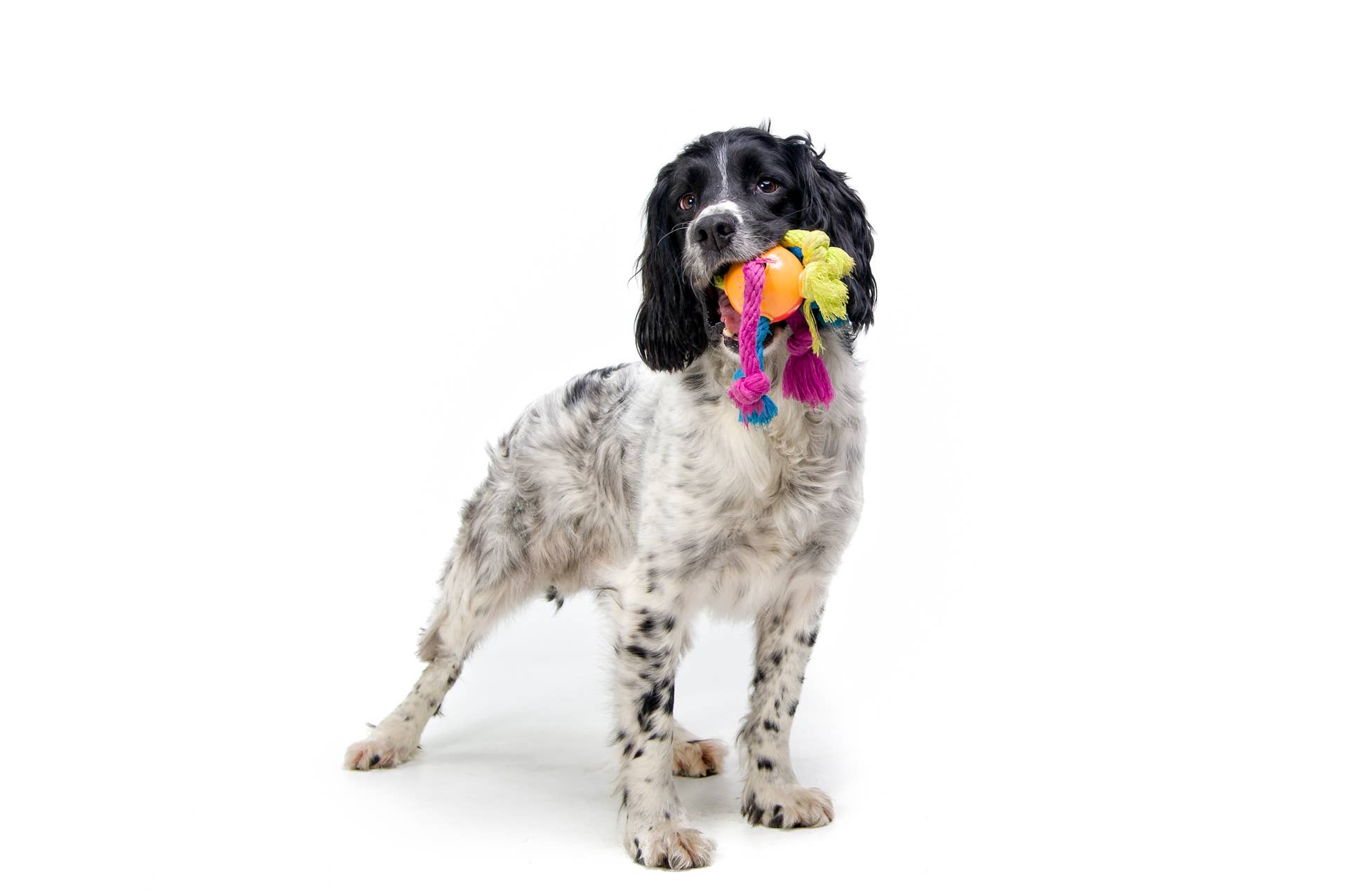 7 Most Playful Dog Breeds, According to Experts - Parade Pets