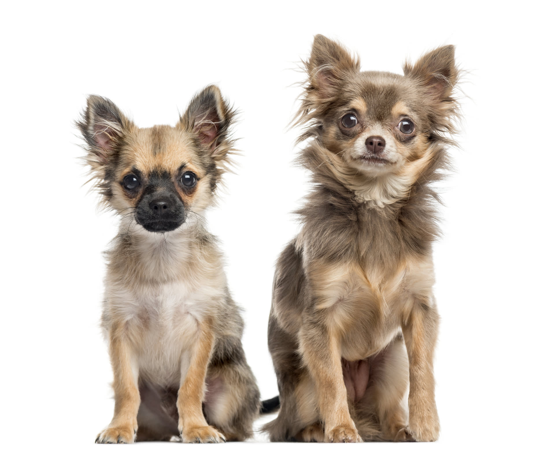 10 Labubu Dolls Dog Breeds: Lookalike Breeds, Traits & Care - Parade Pets