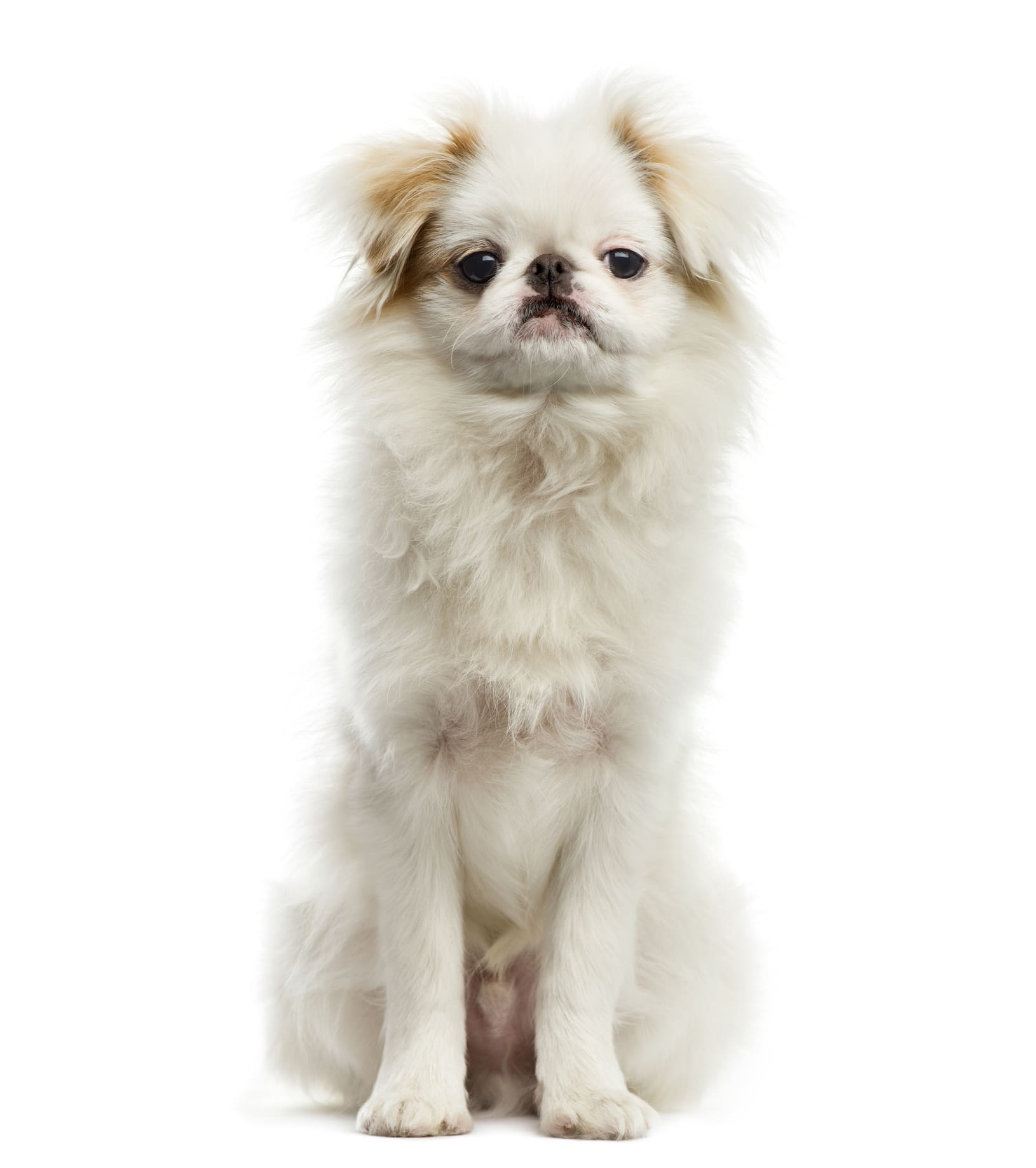 10 Labubu Dolls Dog Breeds: Lookalike Breeds, Traits & Care - Parade Pets