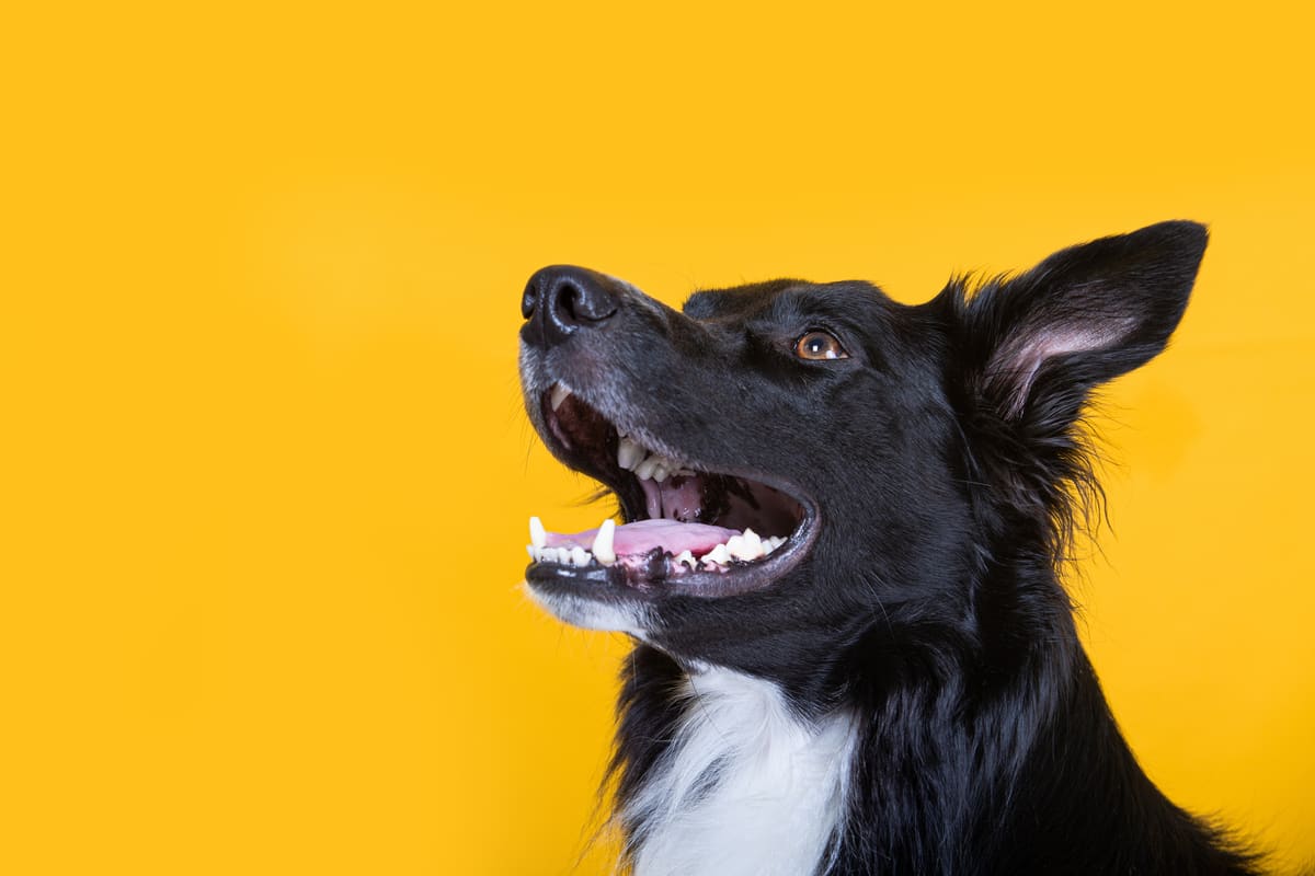 Border Collie Totally Nails 'B Flat' When Singing Scales Accompanied By ...