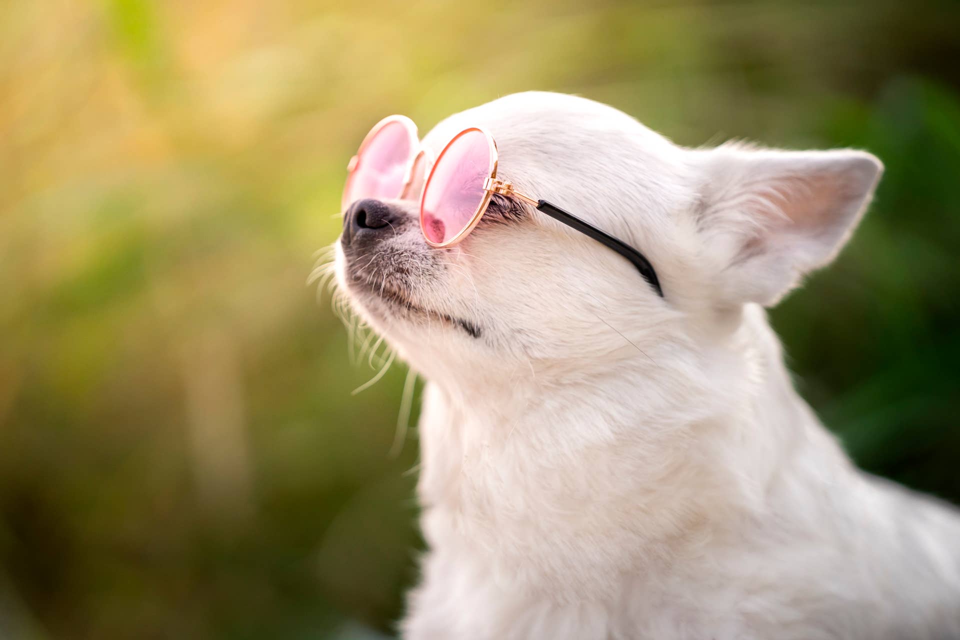 Sassy Dog Breeds: Traits & Care Tips From Experts - Parade Pets