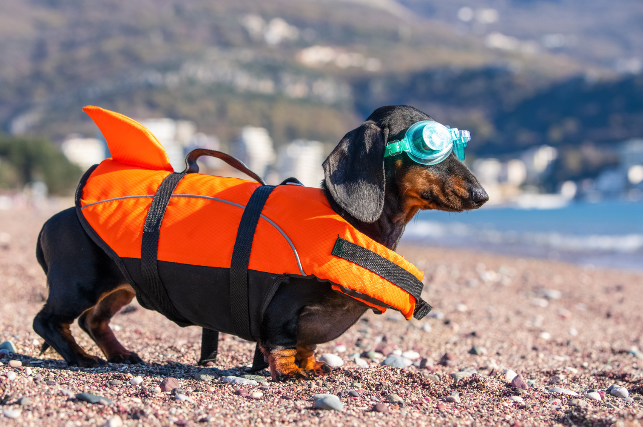 Does Your Dog Need a Life Vest? 8 Things to Consider - Parade Pets