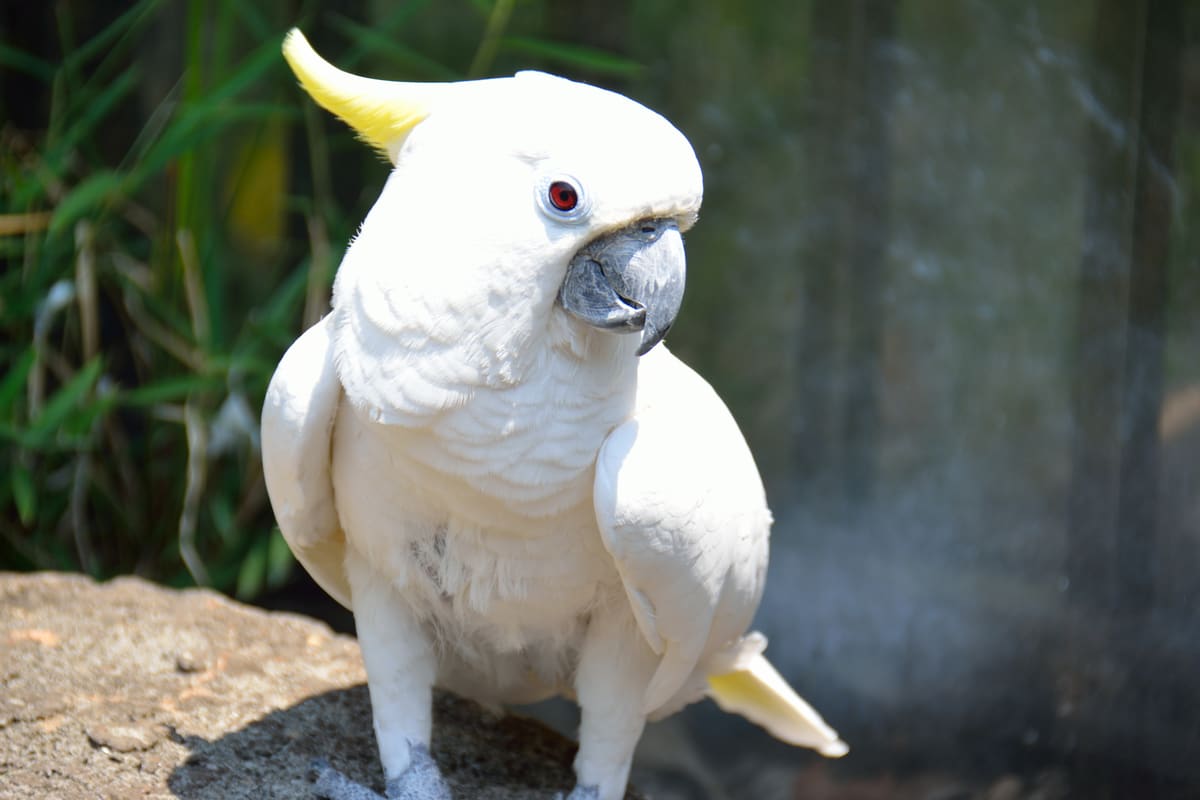 Confident Cockatoo Gives Herself a Pep Talk in Sweet Clip - Parade Pets