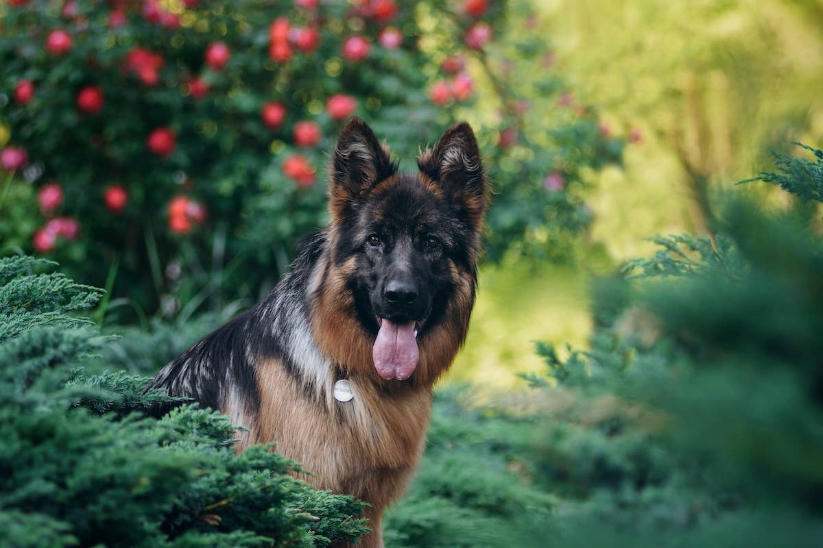 German Shepherd Gets Grandma in on Bedtime Tantrum Like a Clever Baby ...