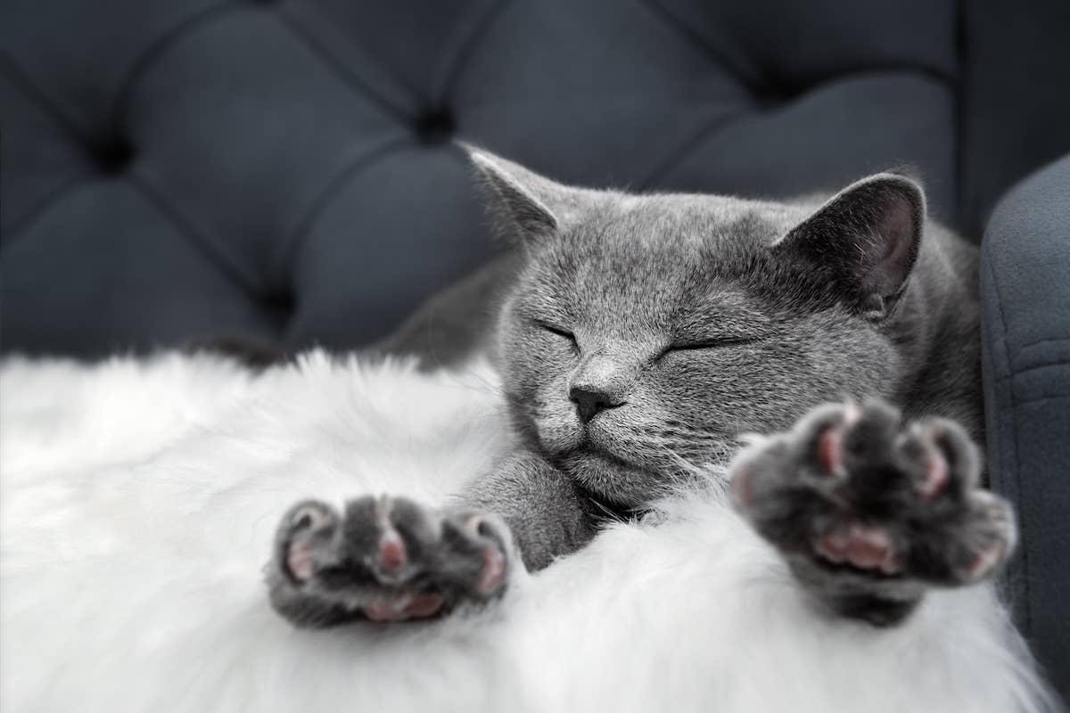 Grey Cat’s ‘Emerald City Eyes’ Would Make the Wizard Proud - Parade Pets