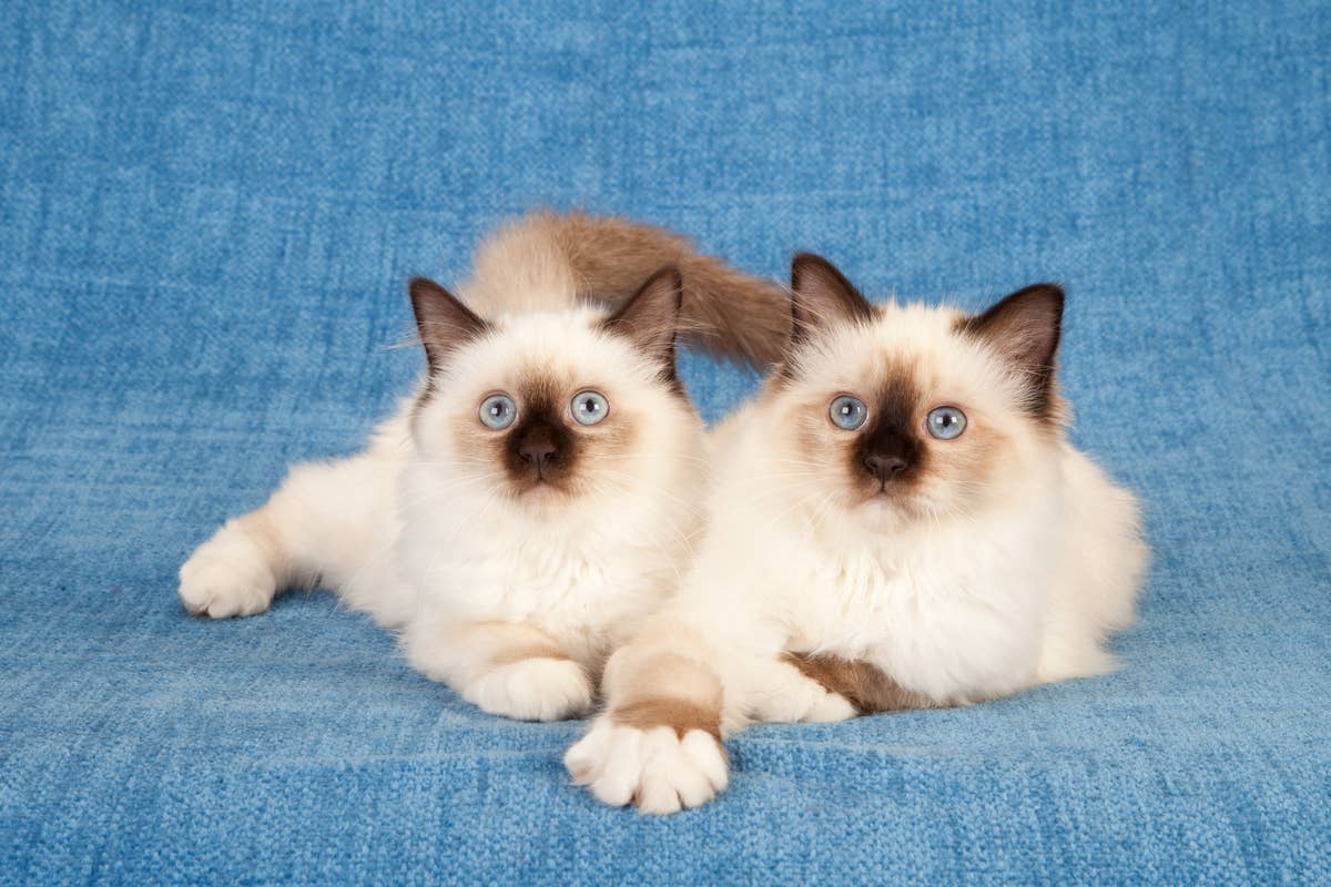 Ragdoll Siblings' Cuddle Puddle Looks Like Adorable Melted S'mores ...