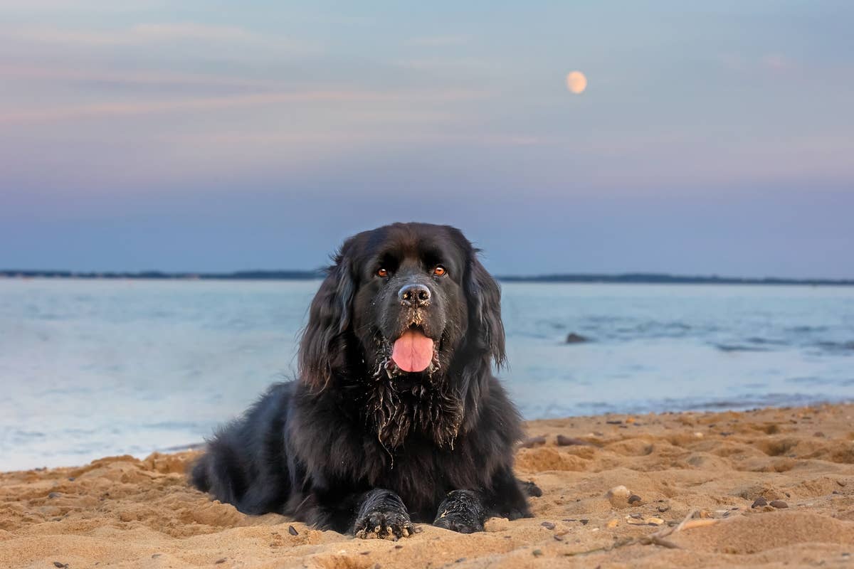 German Shepherd Puppy’s First Beach Visit Is Pure Bliss - Parade Pets