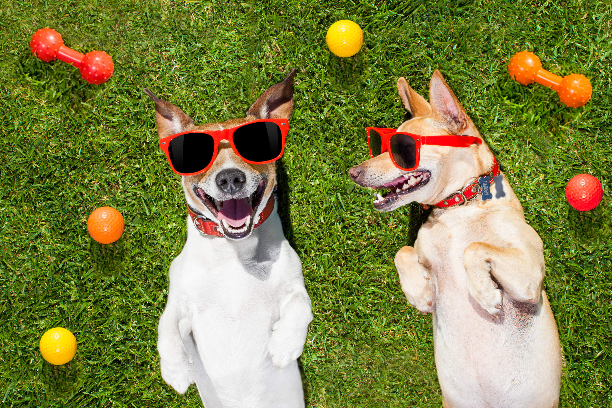 5 Fun Dogs That are Social, According to Experts - Parade Pets