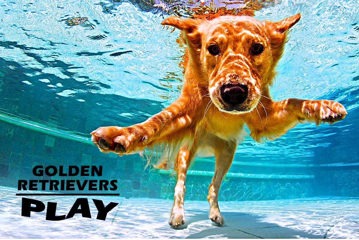 350 Golden Retriever Names for Boys & Girls - Parade Pets