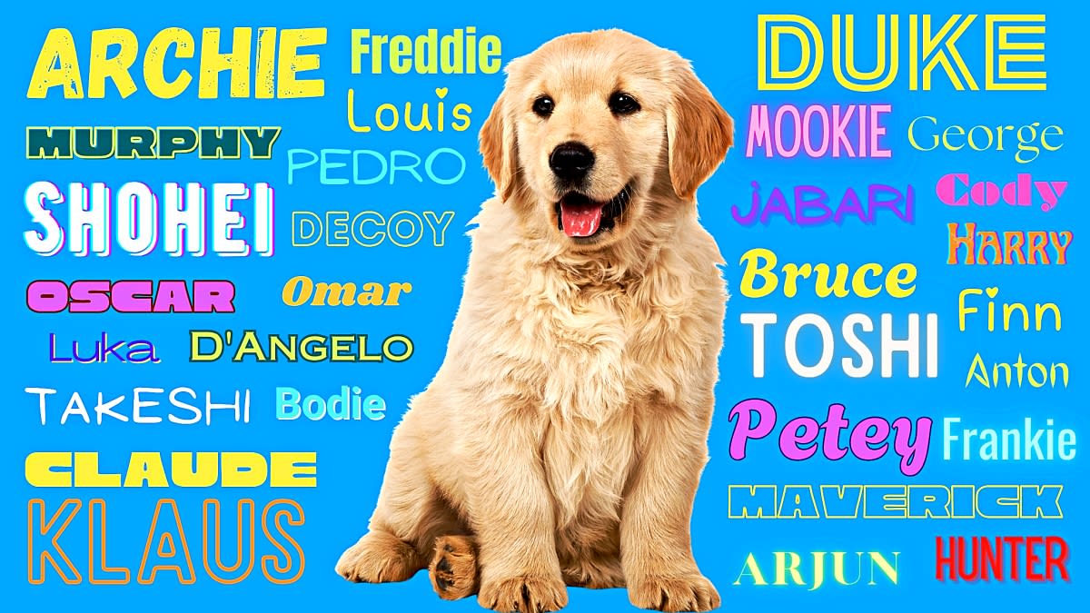 350 Golden Retriever Names for Boys & Girls - Parade Pets