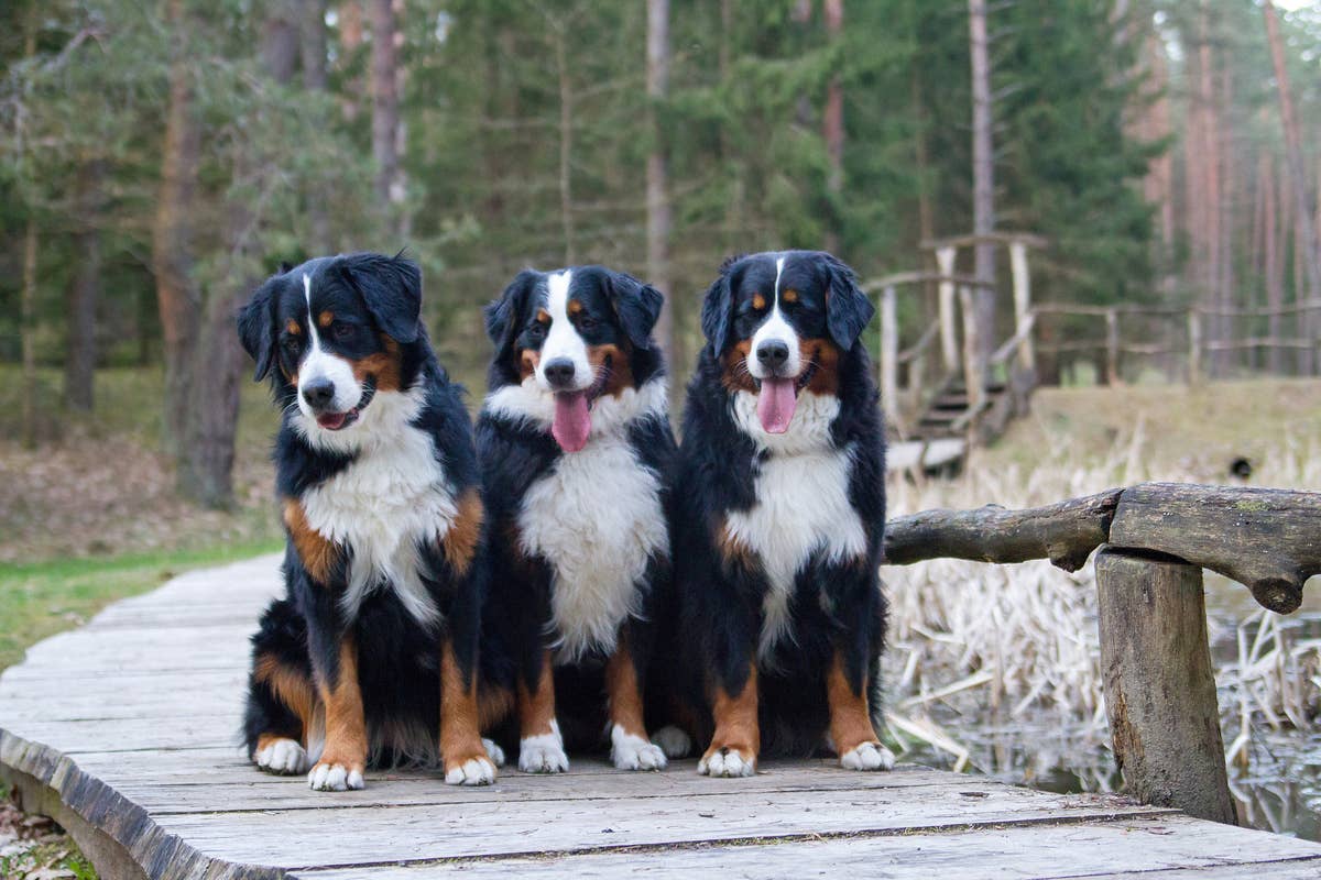 Pet and Animal News - Parade Pets