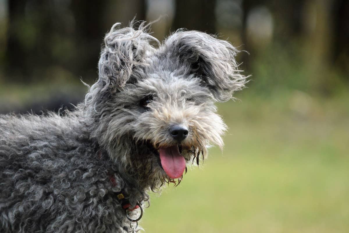 Rare Hungarian Pumi Dog Looks Like a Giant Living Stuffed Animal ...