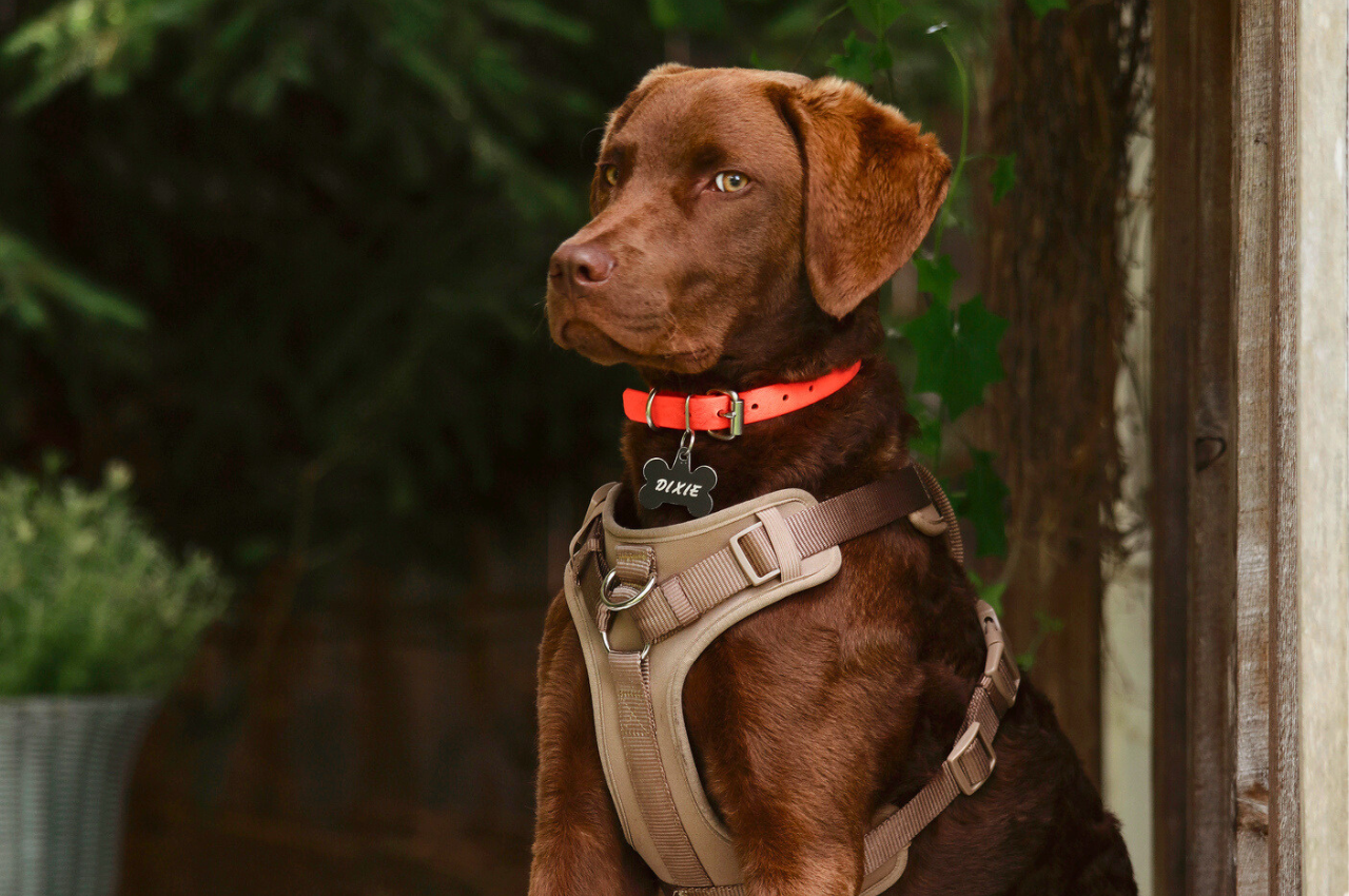 These Common Types of Dog Leashes Could Be Harming Your Pup - Parade Pets