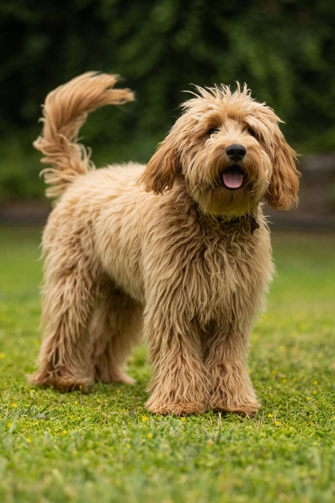 Dogs Like Golden Retrievers, According to Experts - Parade Pets