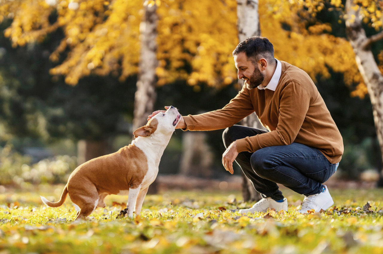 Top 7 Most Affectionate Medium-Sized Dog Breeds - Parade Pets