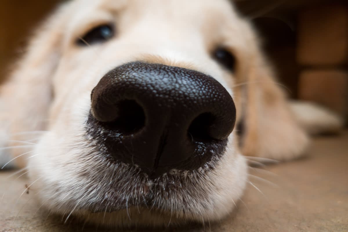 Golden Retriever Grumbling for Dinner in the Middle of a Flight Wants ...