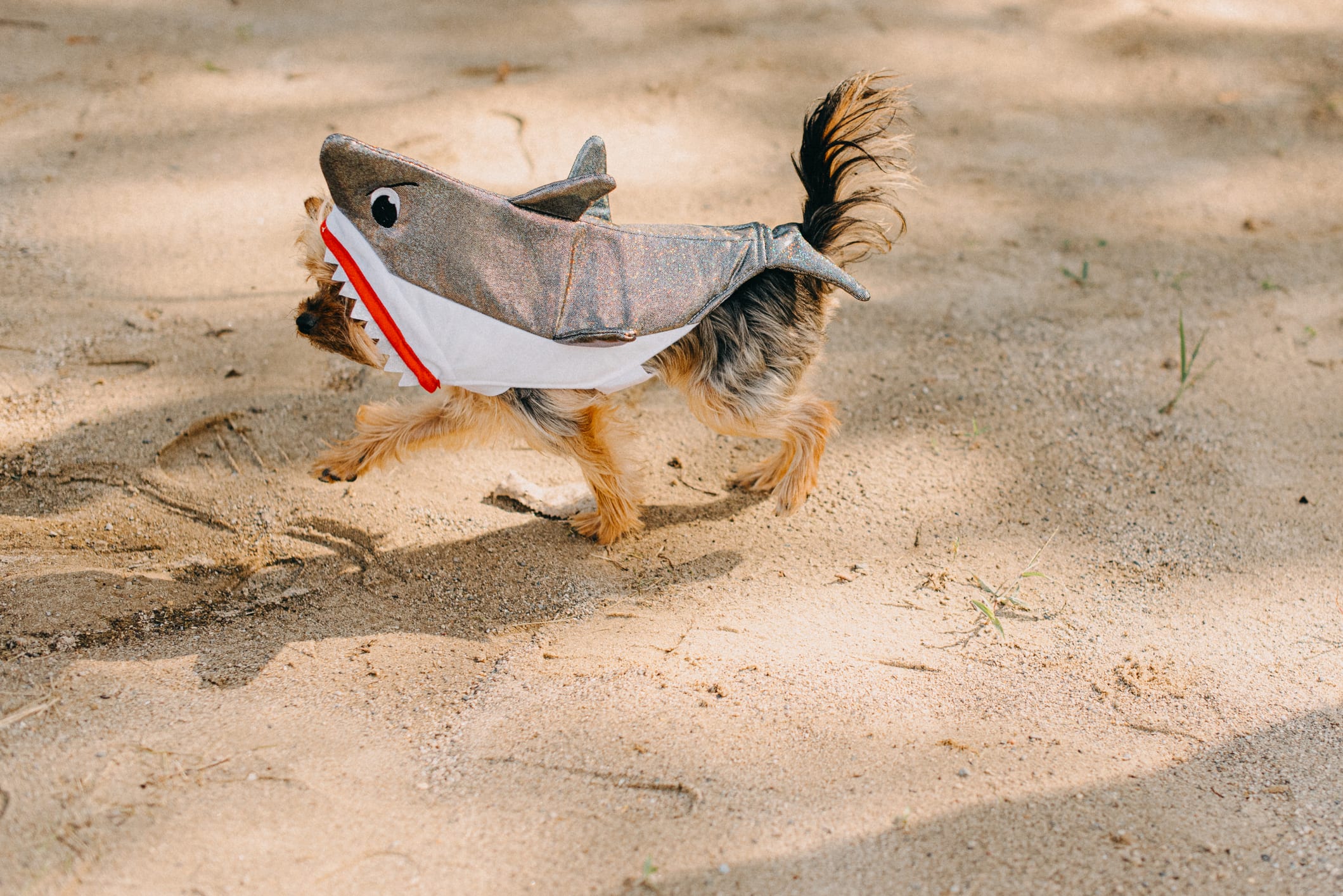 10 Labubu Dolls Dog Breeds: Lookalike Breeds, Traits & Care - Parade Pets