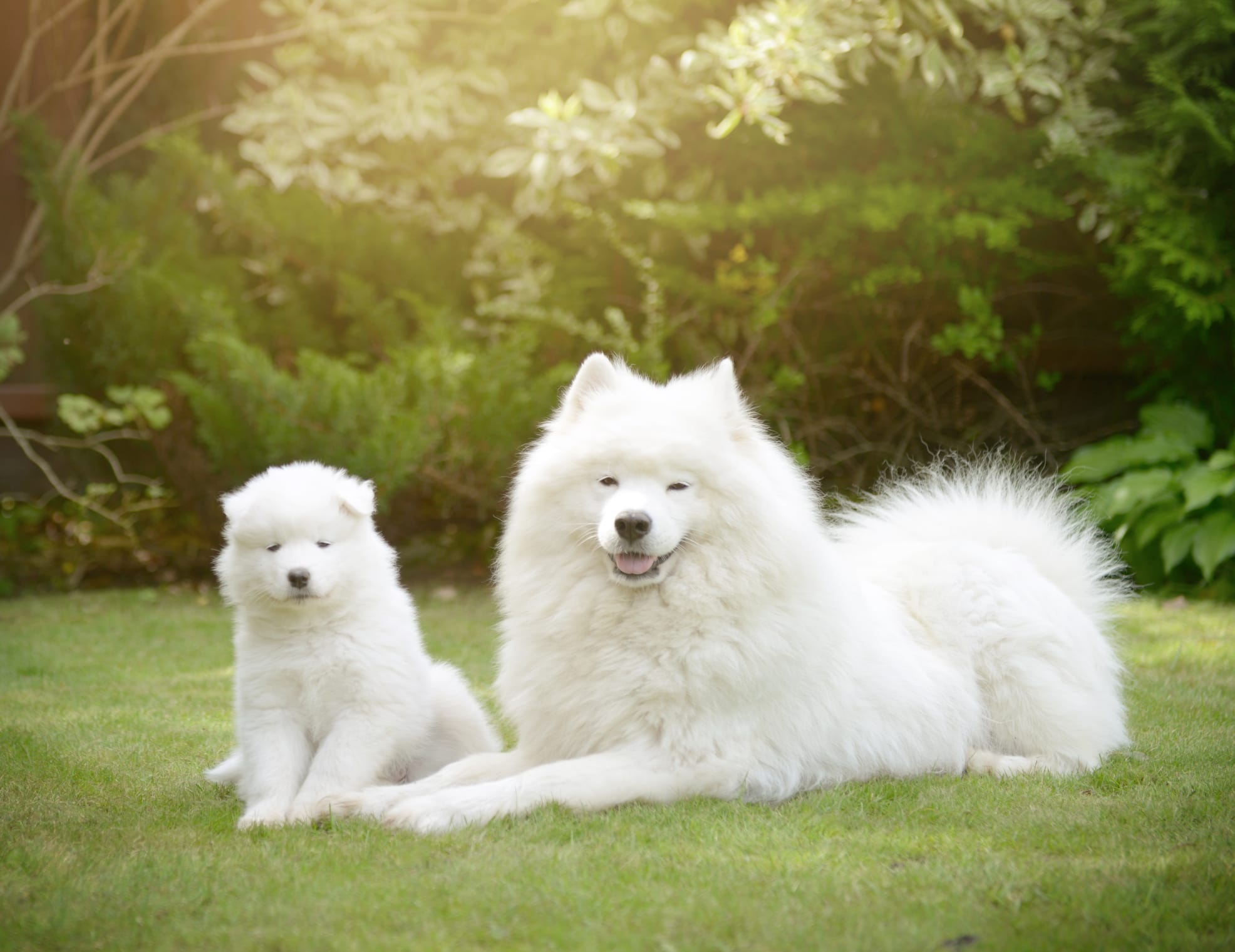 7 Softest Dog Breeds for Fluffy Fur Cuddling - Parade Pets