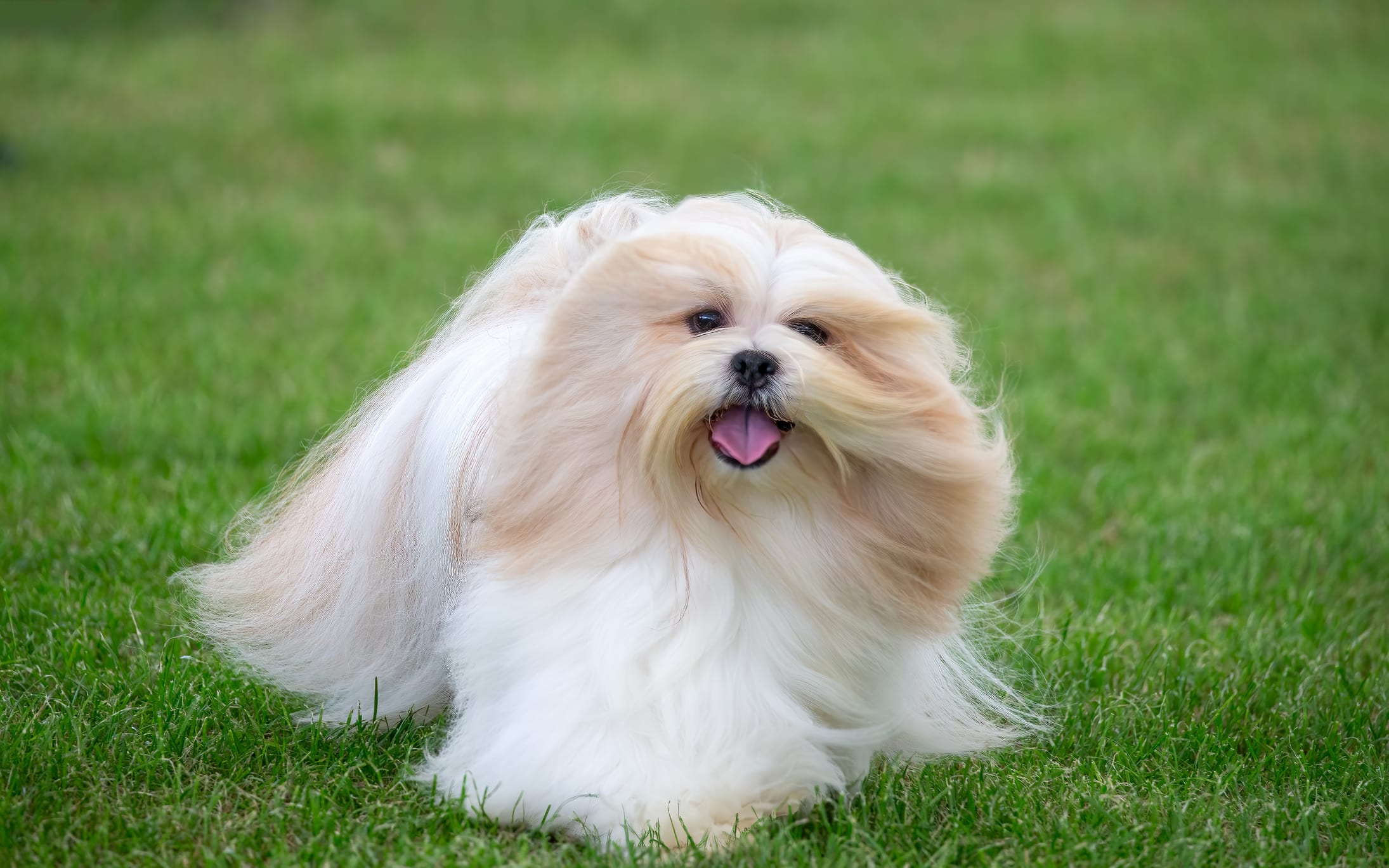 7 Softest Dog Breeds for Fluffy Fur Cuddling - Parade Pets