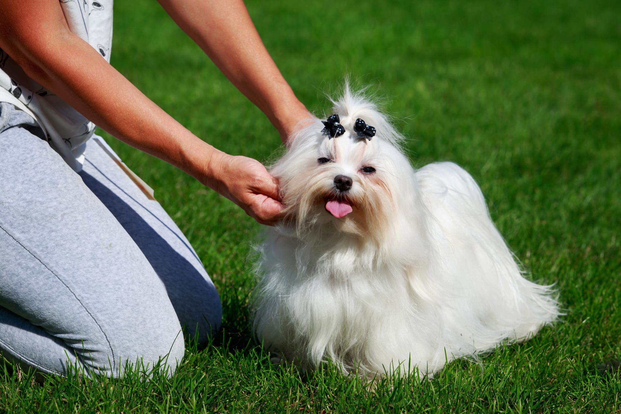 7 Softest Dog Breeds for Fluffy Fur Cuddling - Parade Pets