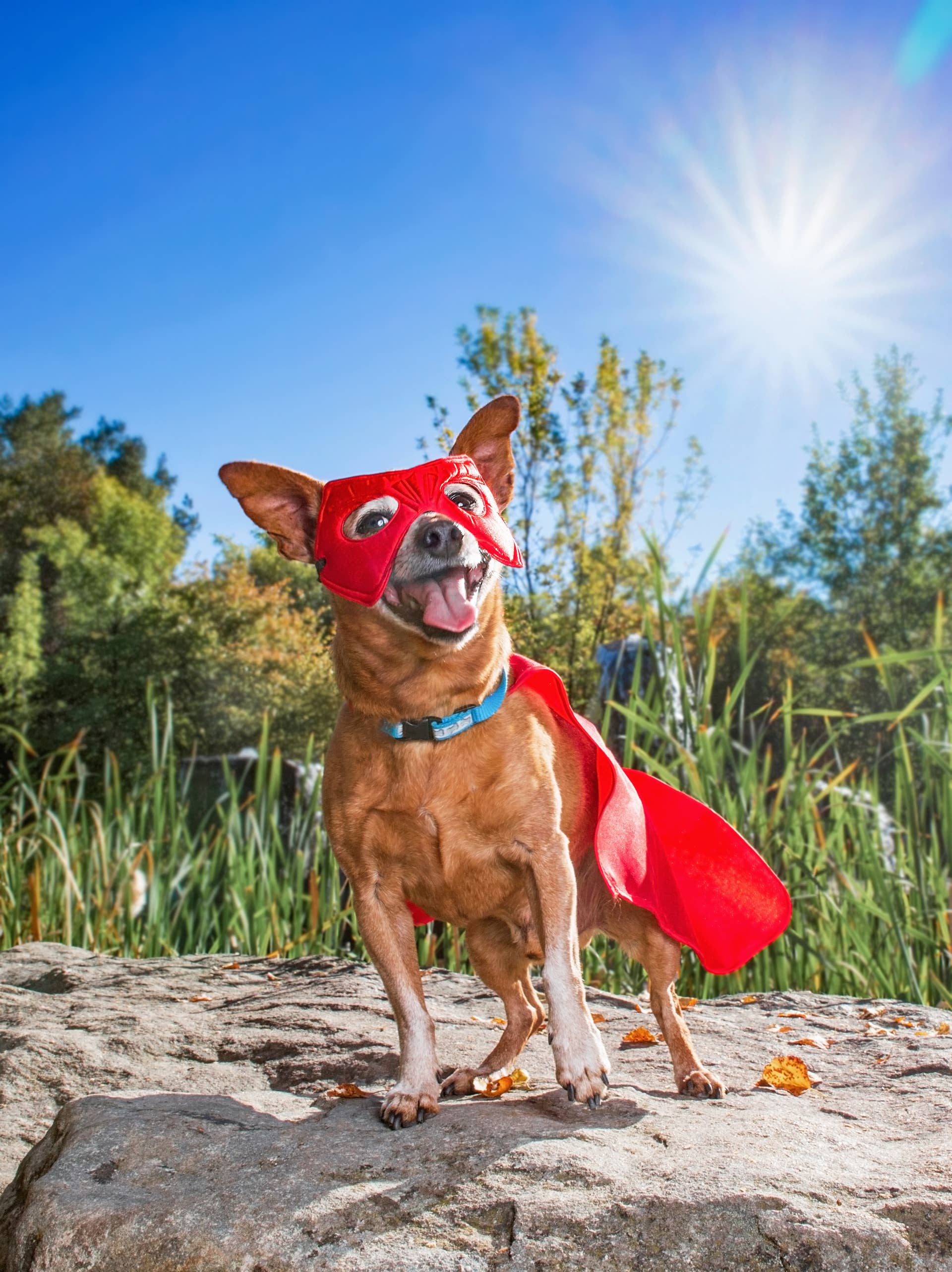 7 Best Sidekick Dog Breeds (Characteristics & Care) - Parade Pets