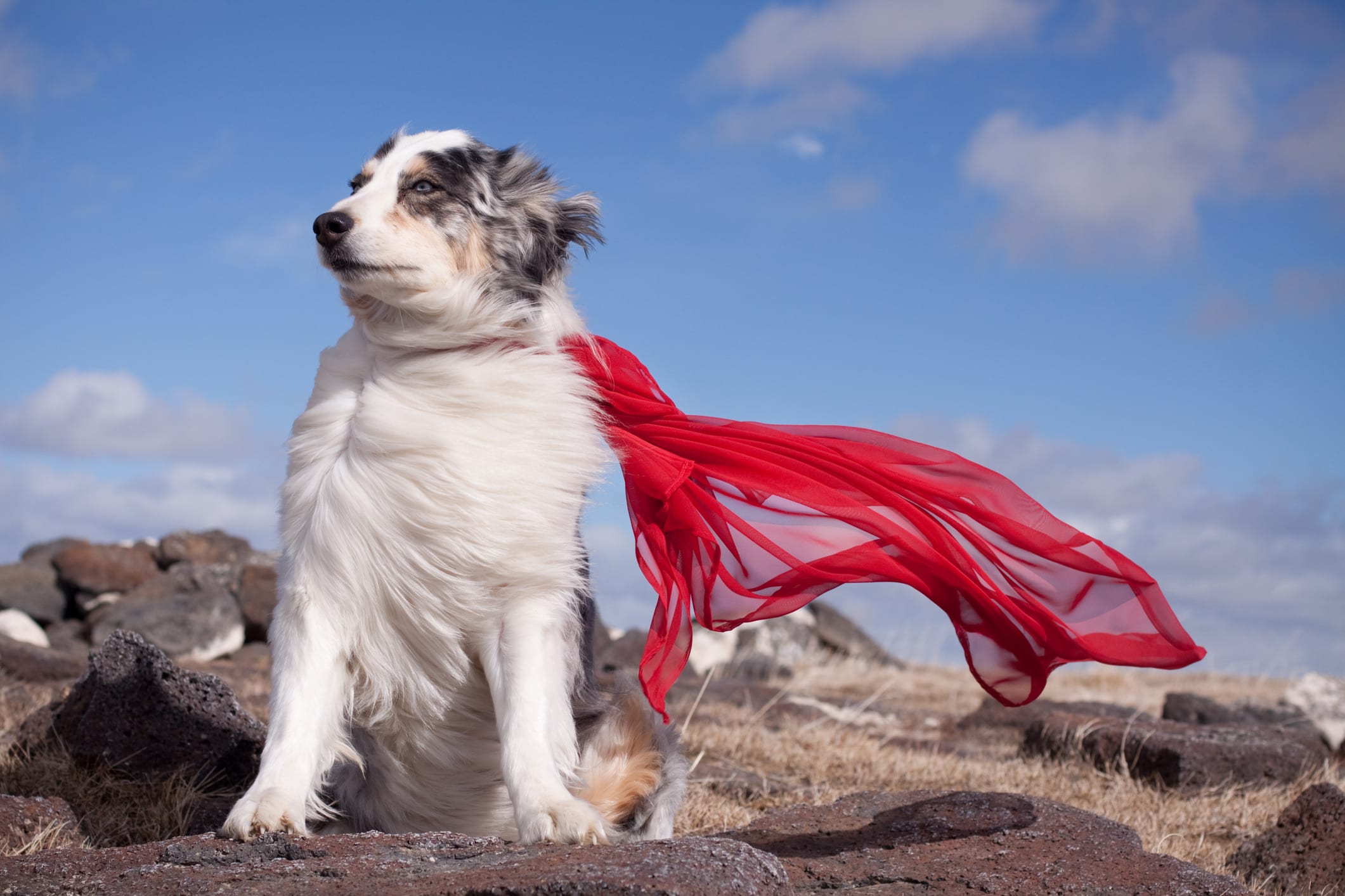 7 Best Sidekick Dog Breeds (Characteristics & Care) - Parade Pets