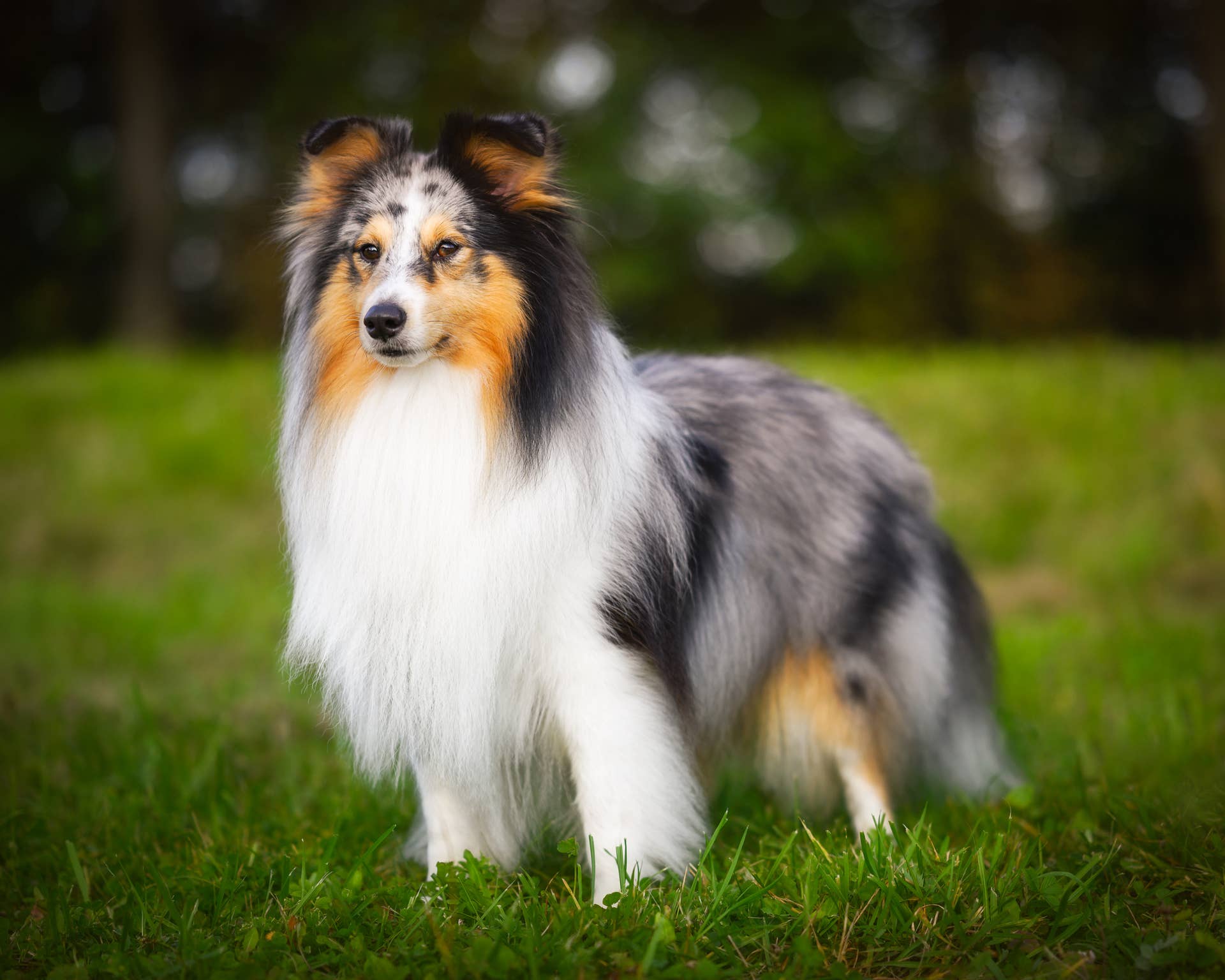 7 Best Sidekick Dog Breeds (Characteristics & Care) - Parade Pets